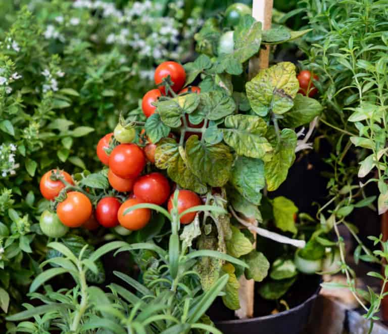 15 Must-Grow Tomato Varieties for Small Containers – Bountiful Gardener