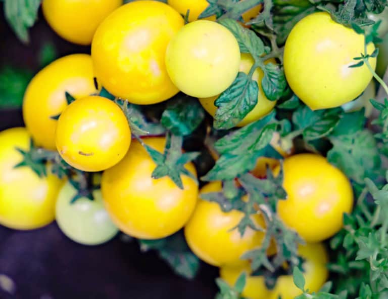 15 Must-Grow Tomato Varieties for Small Containers – Bountiful Gardener