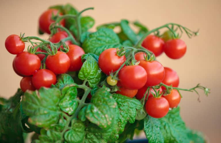15 Must-Grow Tomato Varieties for Small Containers – Bountiful Gardener