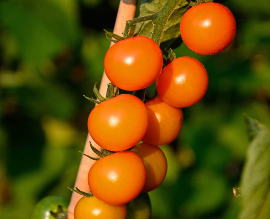 5+ Best Tasting Hybrid Tomatoes to Grow – Bountiful Gardener