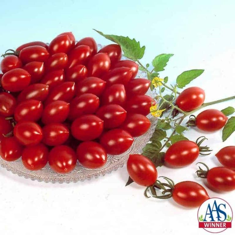 5+ Best Tasting Hybrid Tomatoes to Grow – Bountiful Gardener