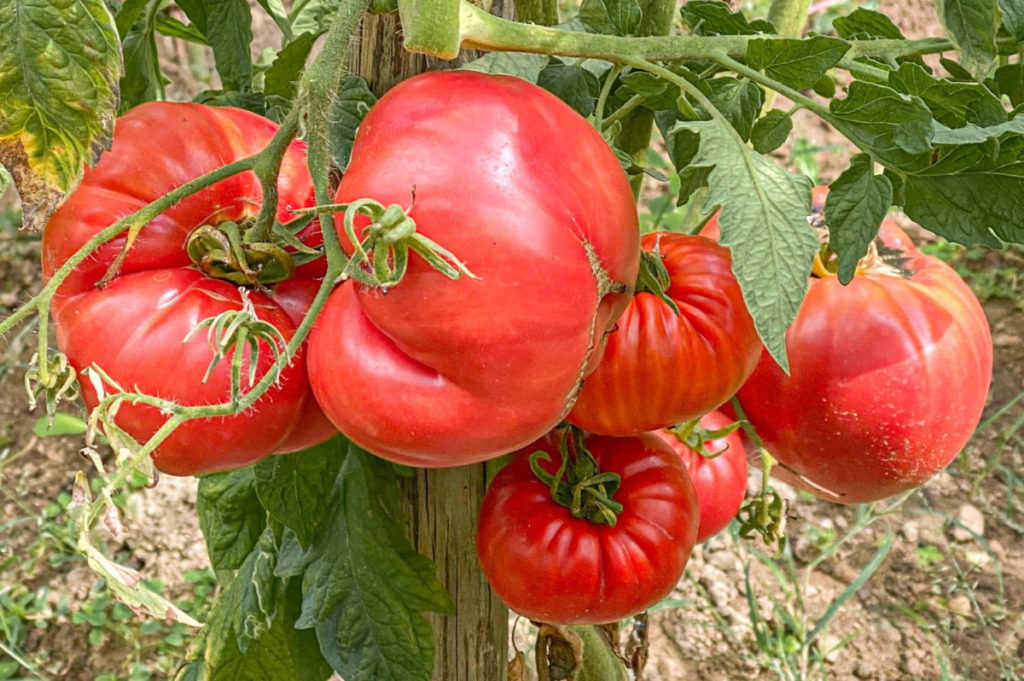 5+ Best Tasting Hybrid Tomatoes to Grow – Bountiful Gardener