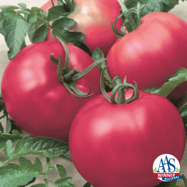 5+ Best Tasting Hybrid Tomatoes to Grow – Bountiful Gardener