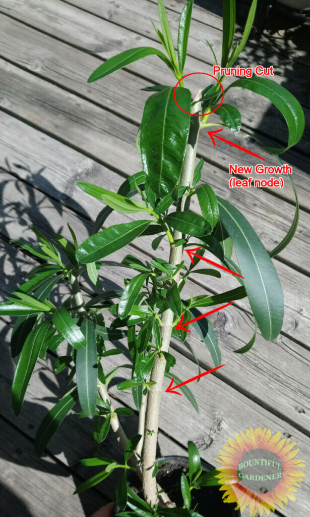 Oleander Overwintering and Cold Tolerance – Bountiful Gardener